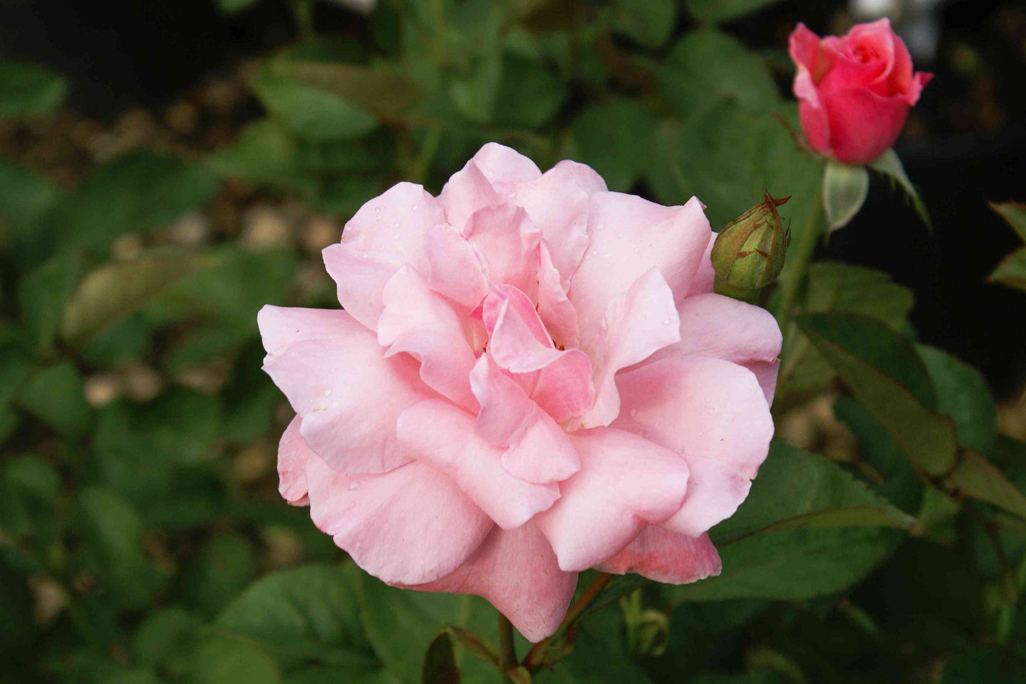 Rose Queen Elizabeth Plant – Buy Now! – Ladybird Nursery
