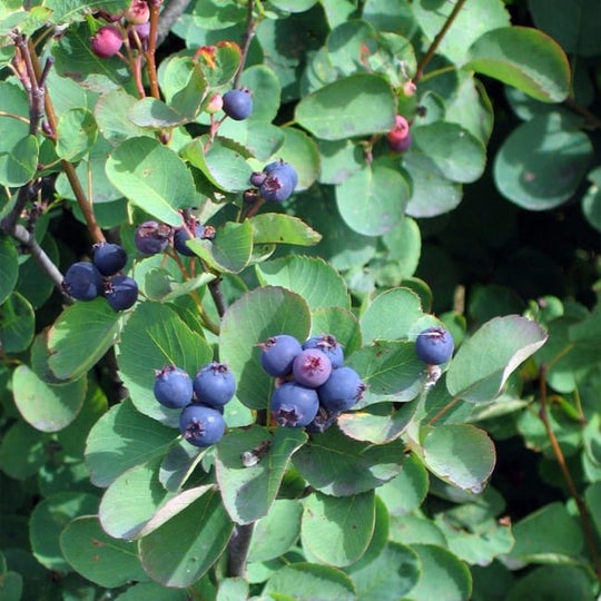 Saskatoon Berry Plant – Buy Now! – Ladybird Nursery