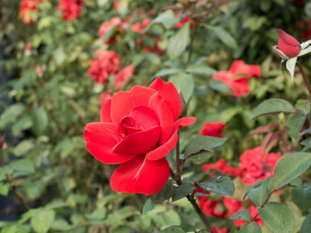 Rose Satchmo 3 ft Standards Plant – Buy Now! – Ladybird Nursery