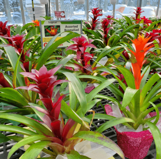 Bromeliad Vriesea Assorted Plant – Buy Now! – Ladybird Nursery