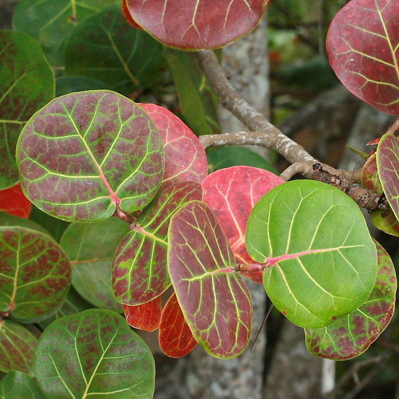 Sea Grape (Coccoloba uvifera) Fruit Tree – Buy Now! – Ladybird Nursery