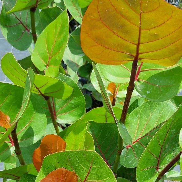 Sea Grape (Coccoloba uvifera) Fruit Tree – Buy Now! – Ladybird Nursery