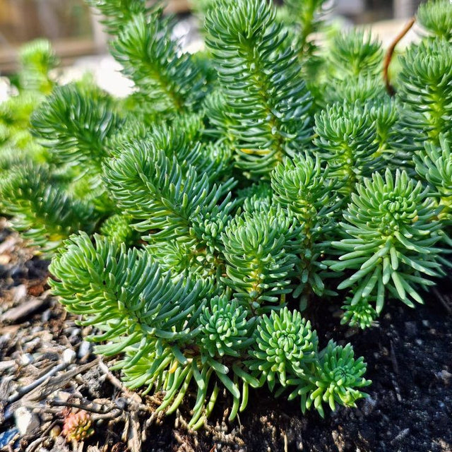 Stonecrop Oracle Plant – Buy Now! – Ladybird Nursery