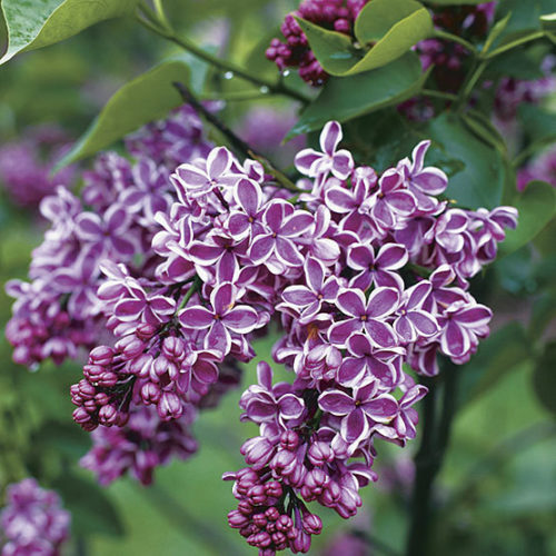 Lilac 'Sensation' (Syringa vulgaris) Plant – Buy Now! – Ladybird Nursery