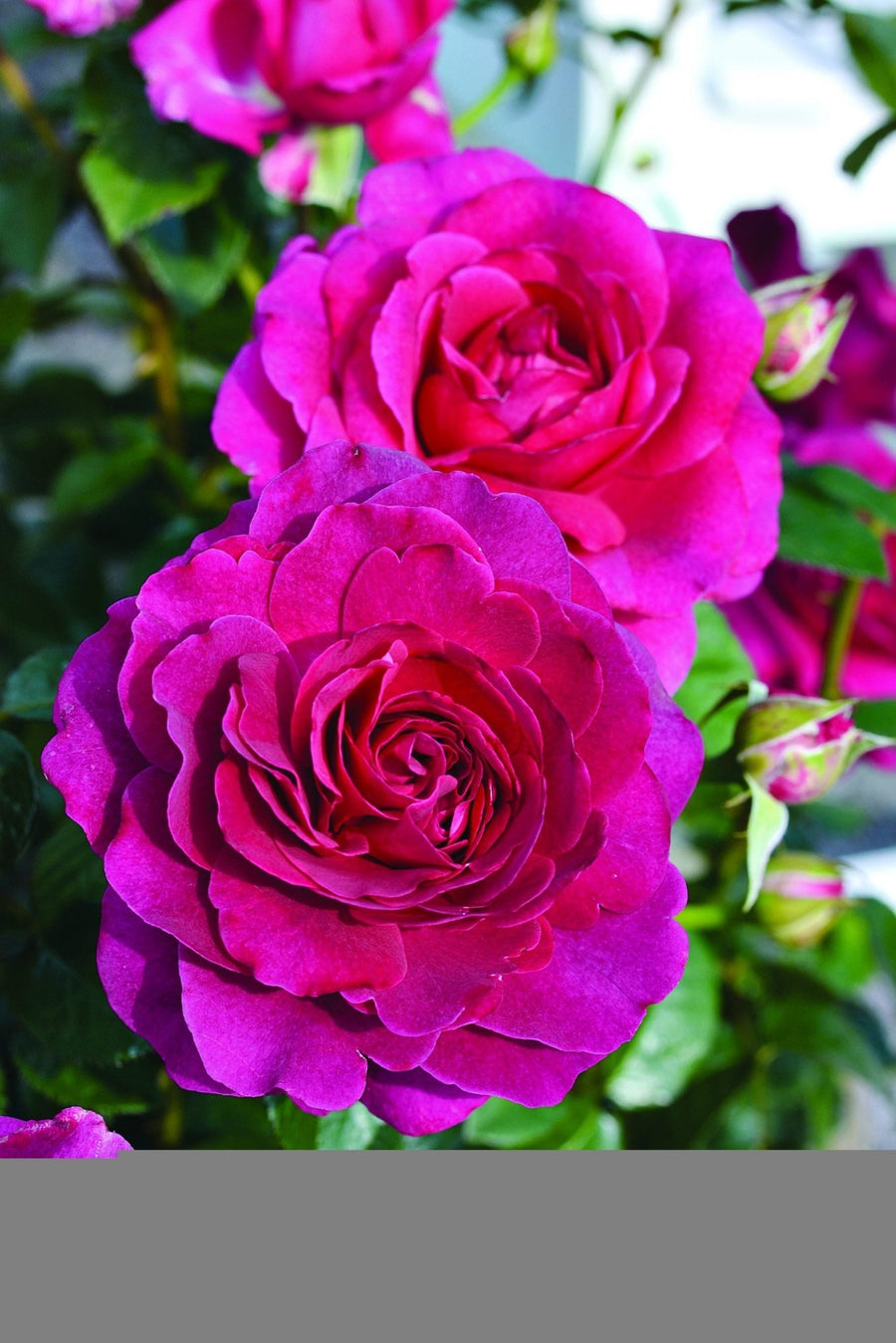 Rose Showpiece™ Berry Plant – Buy Now! – Ladybird Nursery