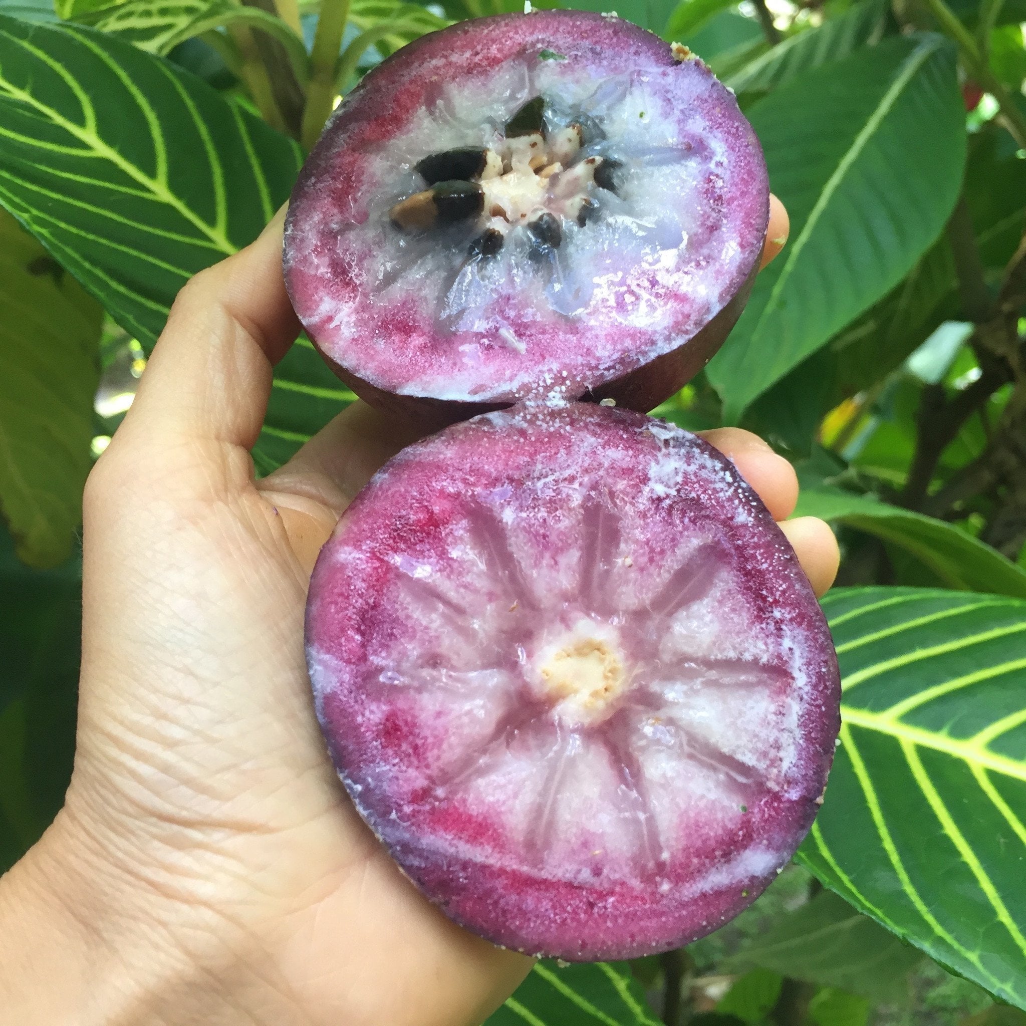 Star Apple – Ladybird Nursery