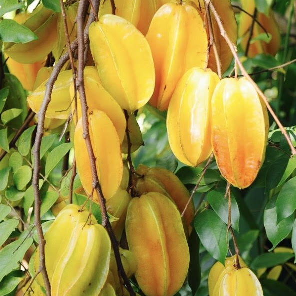 Star Fruit – Ladybird Nursery