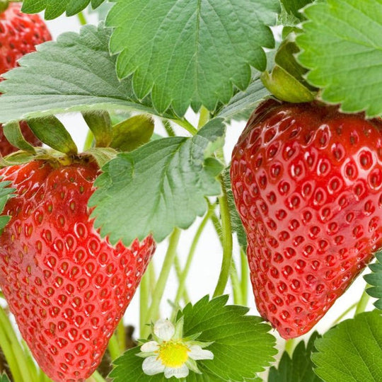 Strawberry 'Delliz' Fruit Tree – Buy Now! – Ladybird Nursery