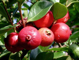 Strawberry Guava 'Red Cherry' Fruit Tree – Buy Now! – Ladybird Nursery