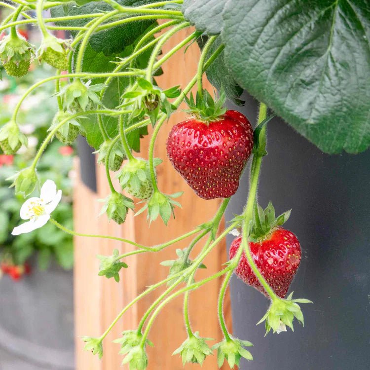 Strawberry 'Summer Breeze Snow' Fruit Plant – Buy Now! – Ladybird Nursery