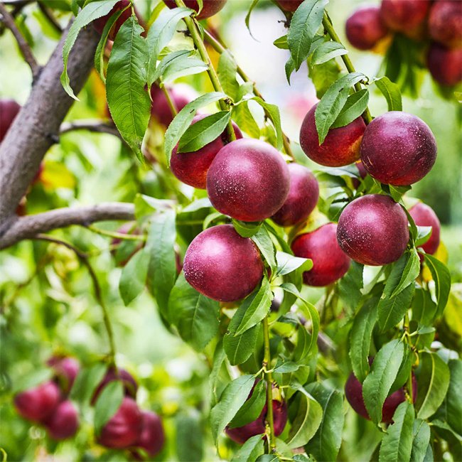 Sugar N Spice Nectarine x Plum Fruit Tree – Buy Now! – Ladybird Nursery