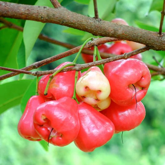 Wax Jambu 'Water Roseapple' Fruit Tree – Buy Now! – Ladybird Nursery