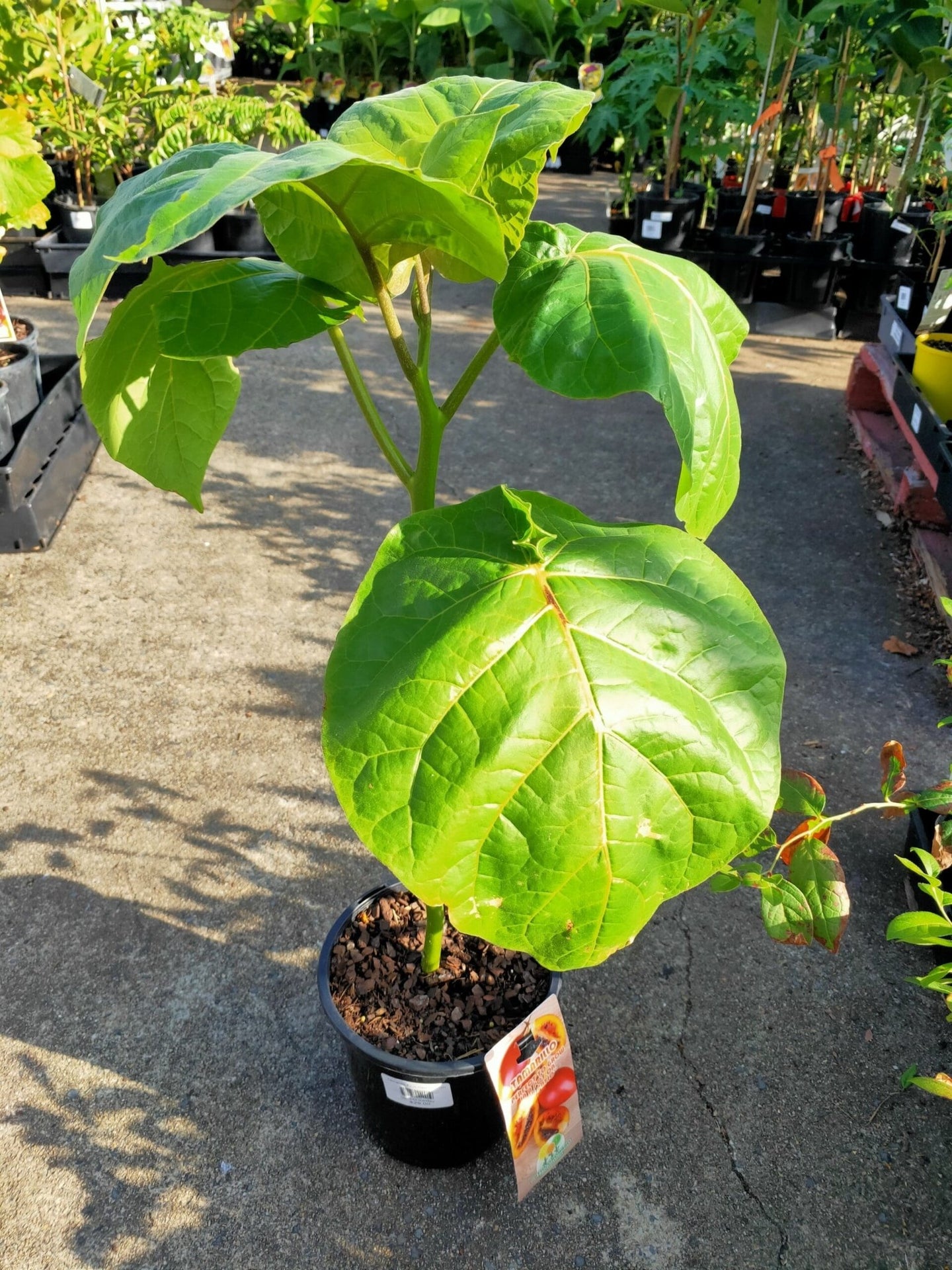 Tamarillo Fruit Tree – Buy Now! – Ladybird Nursery