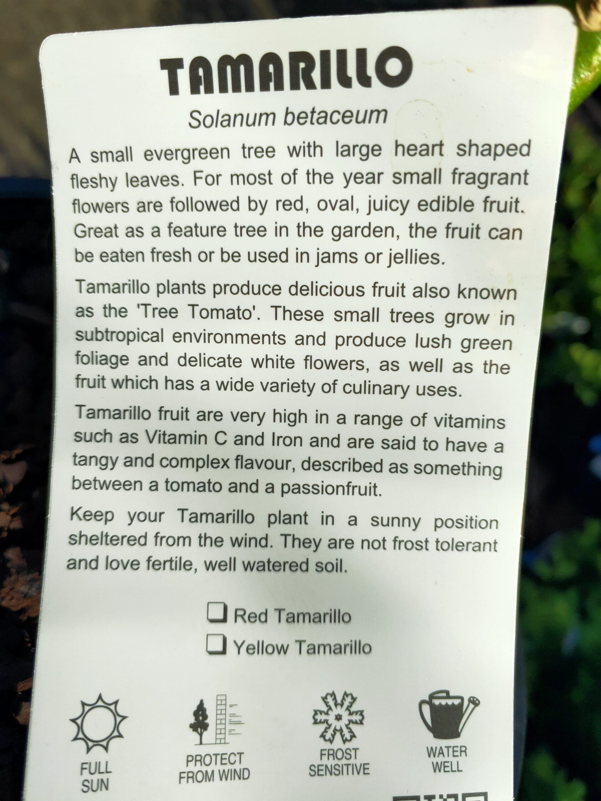 Tamarillo Fruit Tree – Buy Now! – Ladybird Nursery
