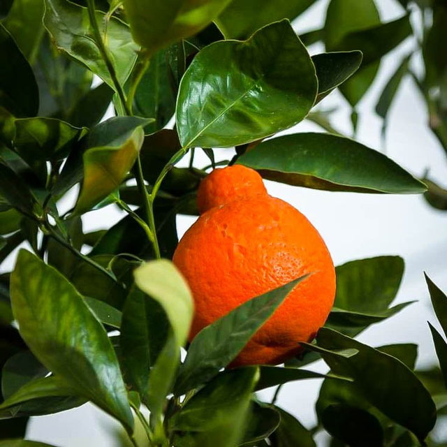Dwarf Tangelo Seminole Fruit Tree – Buy Now! – Ladybird Nursery