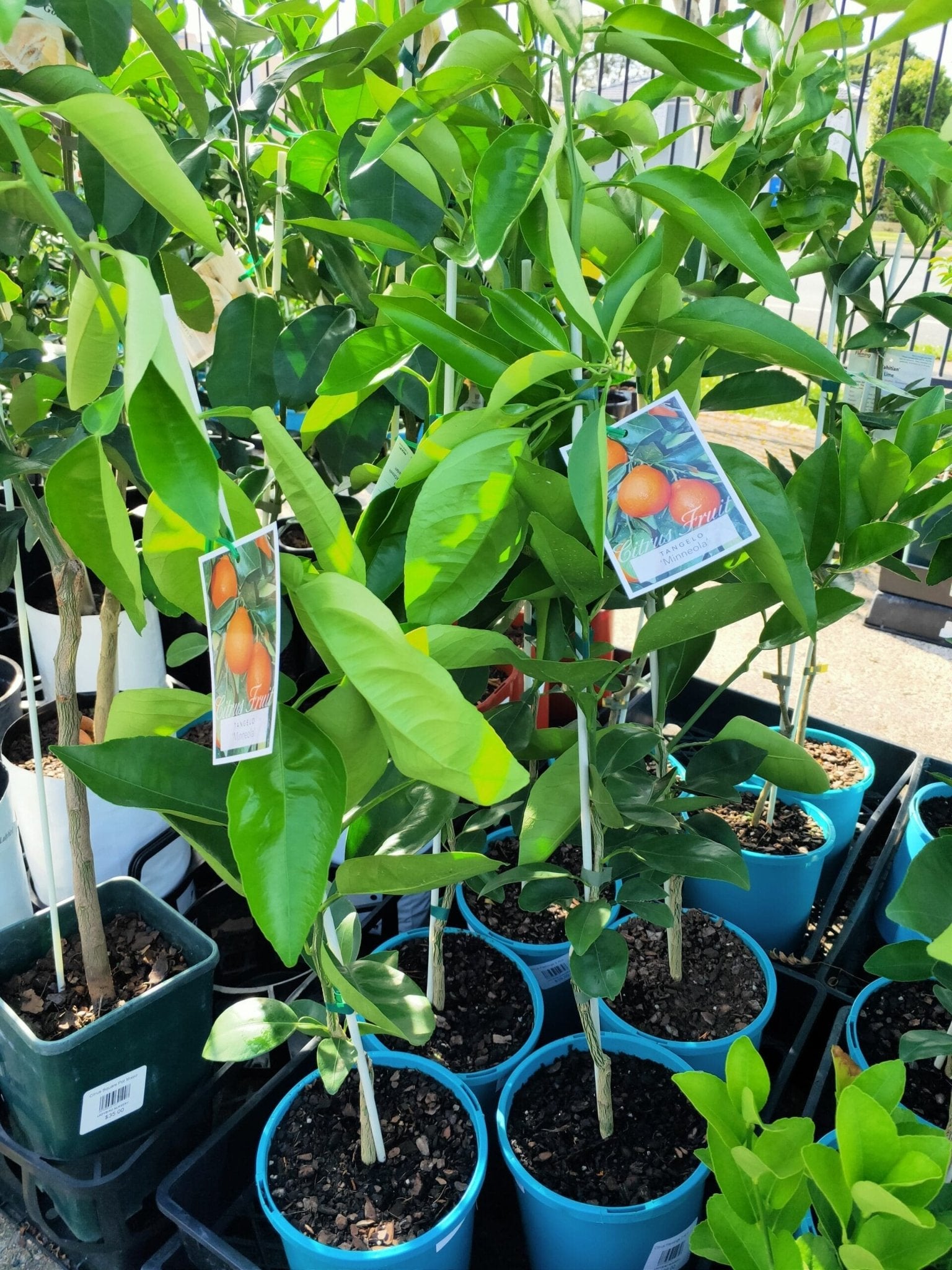 Dwarf Tangelo Seminole Fruit Tree – Buy Now! – Ladybird Nursery