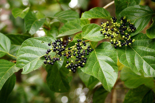 Headache Tree (Premna serratifolia) Fruit Tree – Buy Now! – Ladybird ...