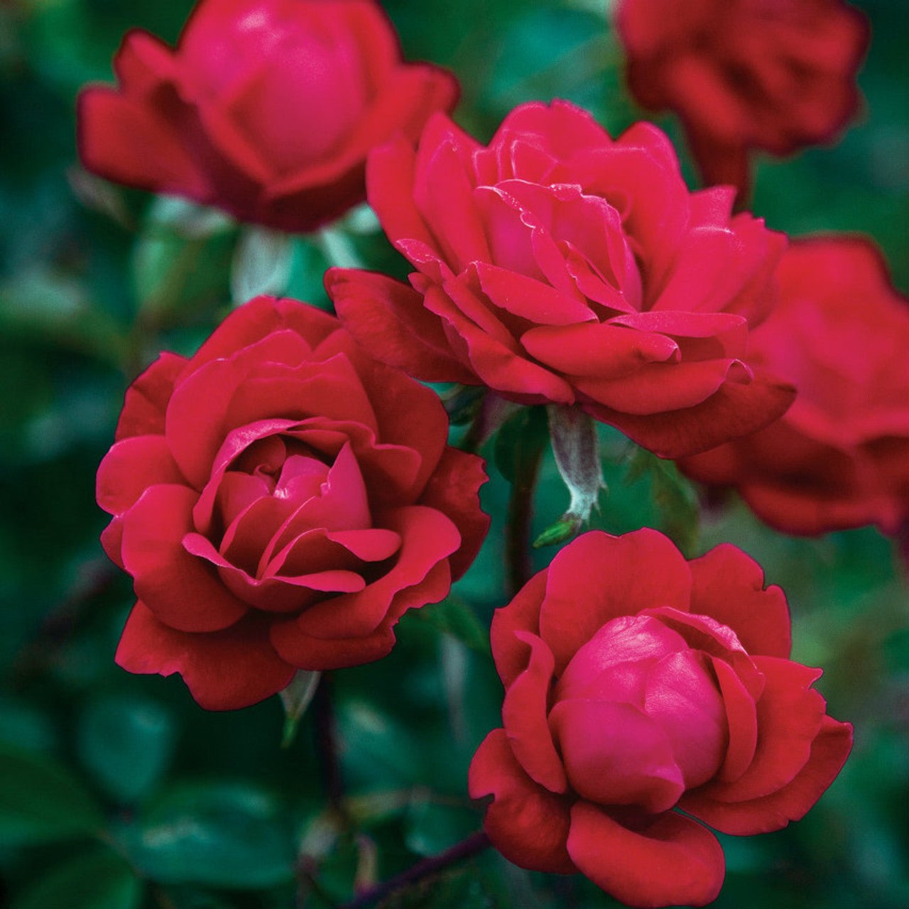 Rose Double Pink Knockout® Plant – Buy Now! – Ladybird Nursery