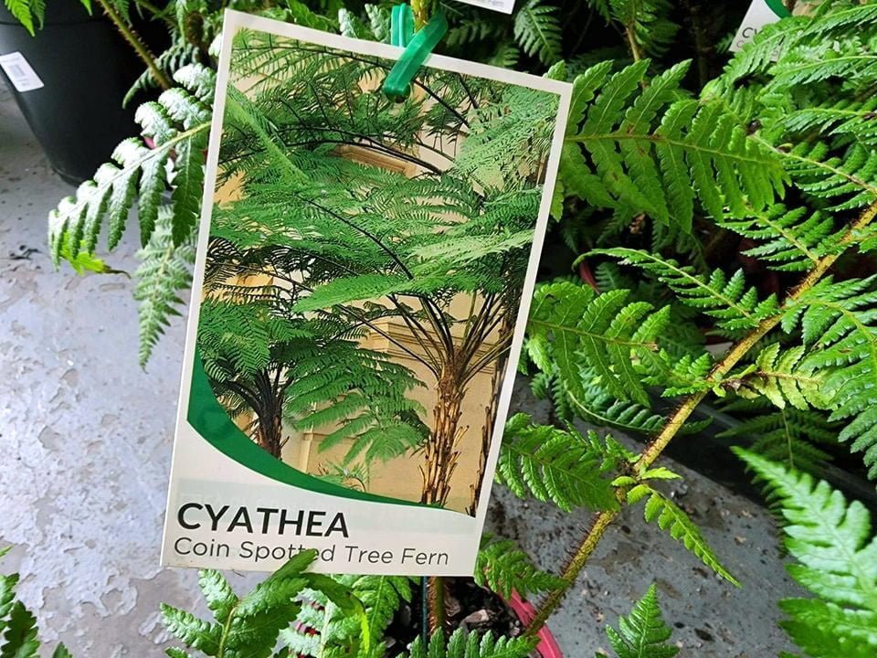 Tree Fern (Cyathea cooperi) Plant – Buy Now! – Ladybird Nursery
