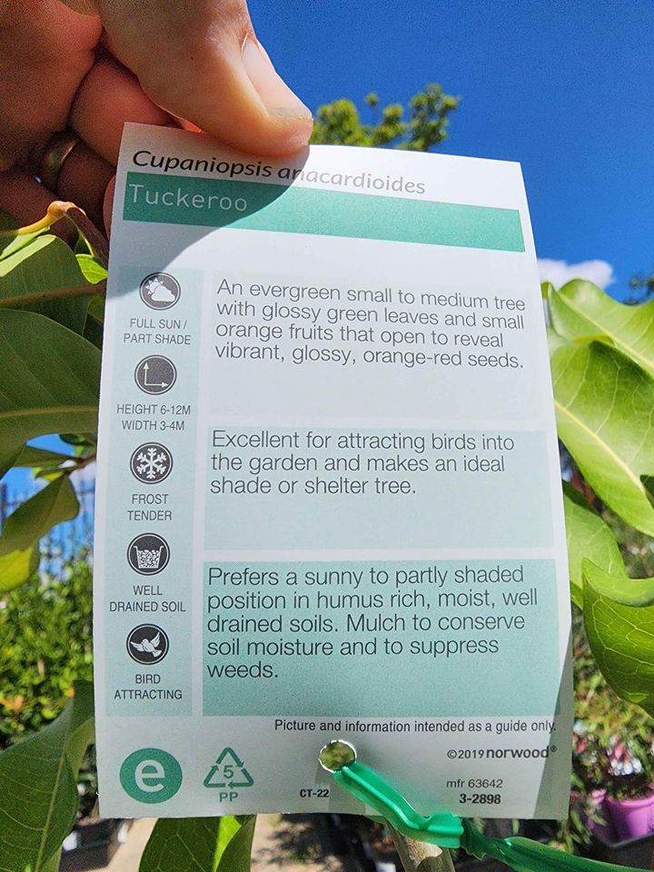 Tuckeroo Tree (Cupaniopsis anacardioides) Plant - Buy Online at ...