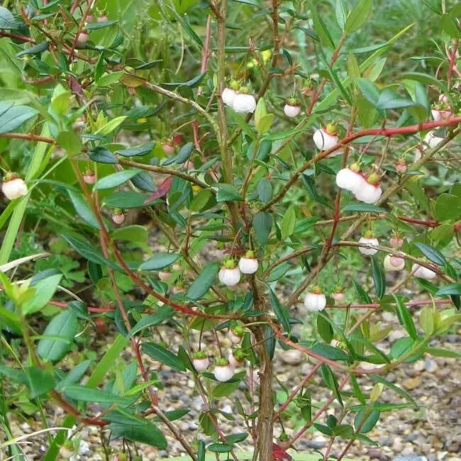 Ugni (Tazziberry) Fruit Tree – Buy Now! – Ladybird Nursery