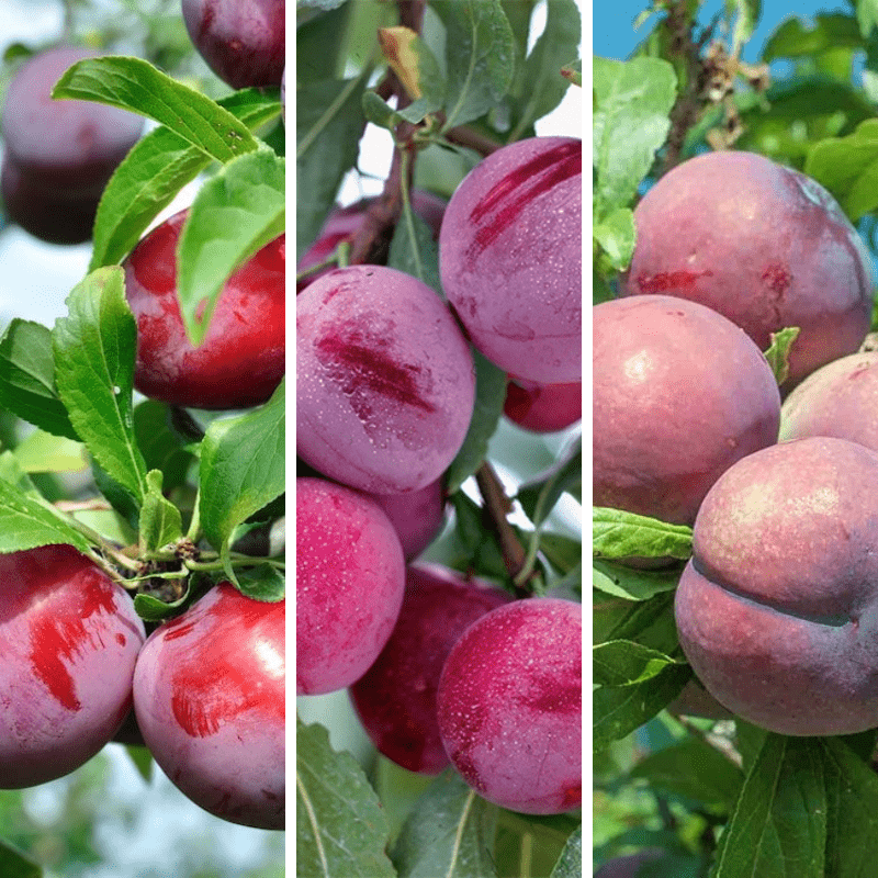 3-Way Plum 'Satsuma + Santa Rosa + Mariposa' Fruit Tree – Buy Now ...