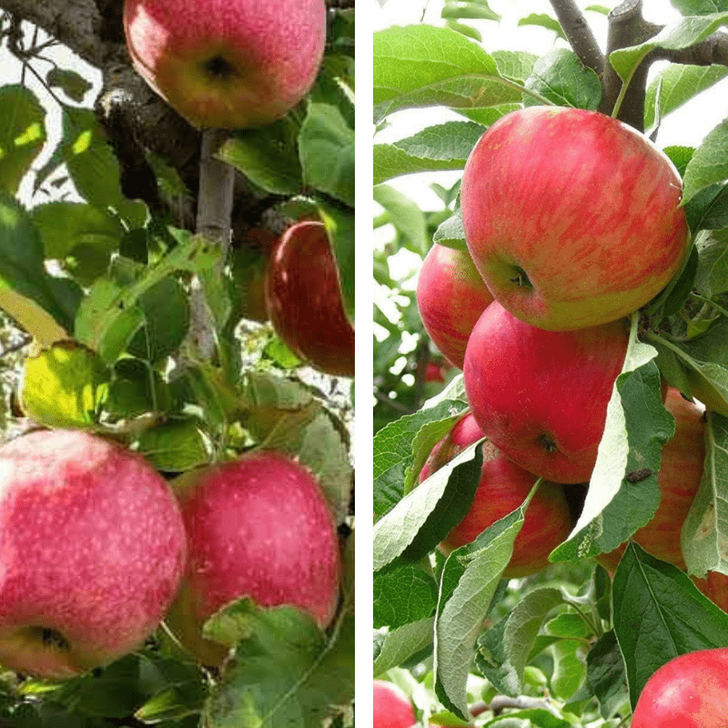 2-Way Apple 'Fuji + Pink Lady' Fruit Tree – Buy Now! – Ladybird Nursery