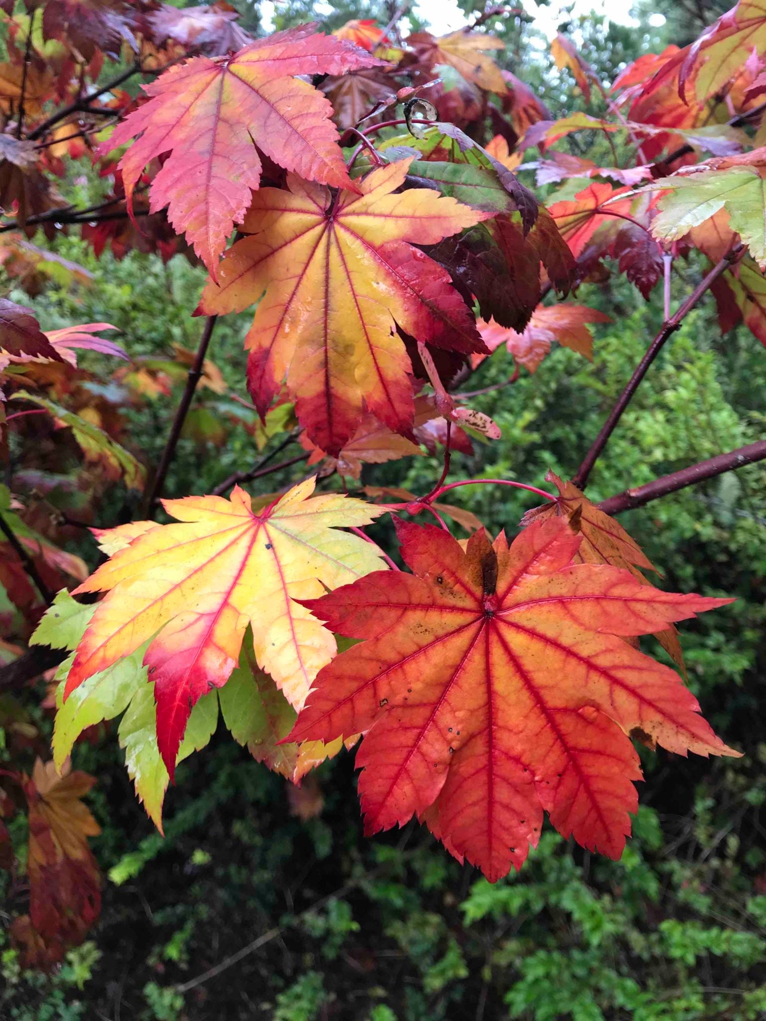 Downy Japanese Maple Vitifolium Full Moon Plant – Buy Now! – Ladybird ...