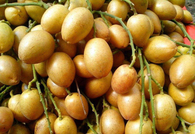 Wampi Fruit Tree – Buy Now! – Ladybird Nursery