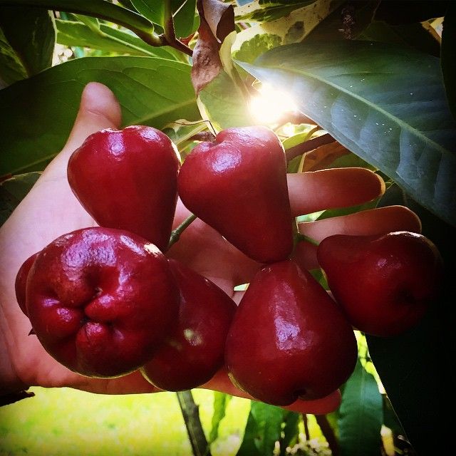 Wax Jambu Purple Fruit Tree – Buy Now! – Ladybird Nursery