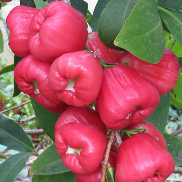 Wax Jambu Pink Fruit Tree – Buy Now! – Ladybird Nursery