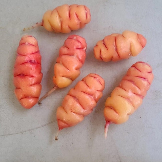 Yam Oca Aphrodite Fruit Tree – Buy Now! – Ladybird Nursery