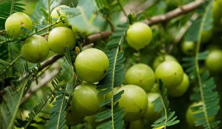 Amla (Indian Gooseberry) Fruit Tree – Buy Now! – Ladybird Nursery