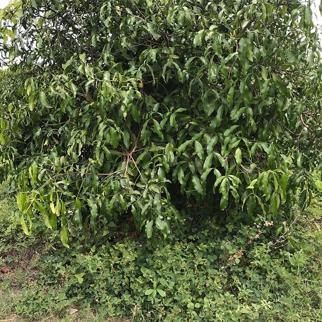 Achacha Grafted Fruit Tree – Buy Now! – Ladybird Nursery