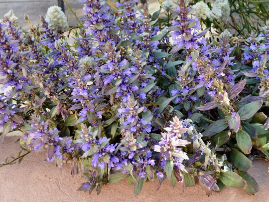 Australian Bugle Aussie Plant – Buy Now! – Ladybird Nursery