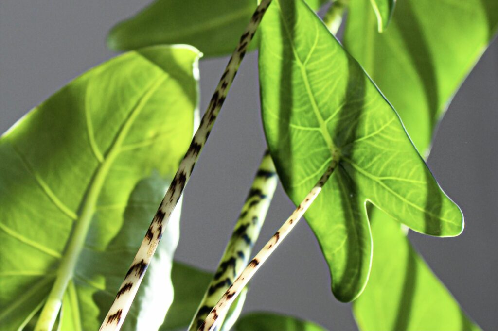 Zebra Plant (Alocasia Zebrina) – Buy Now! – Ladybird Nursery