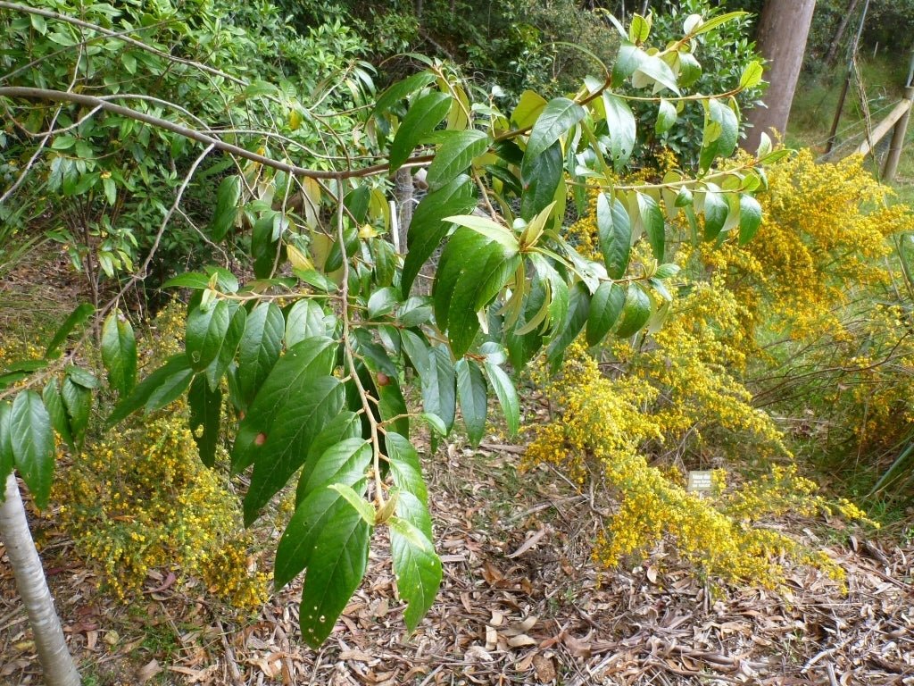 Red Ash Plant – Buy Now! – Ladybird Nursery