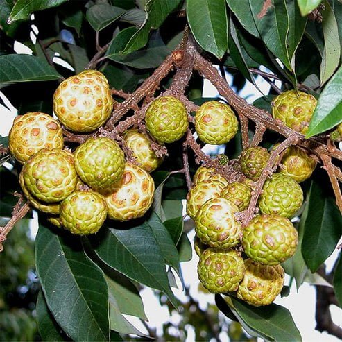 Alupag Fruit Tree – Buy Now! – Ladybird Nursery