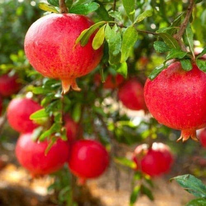 Dwarf Angel Red Pomegranate Fruit Tree – Buy Now! – Ladybird Nursery