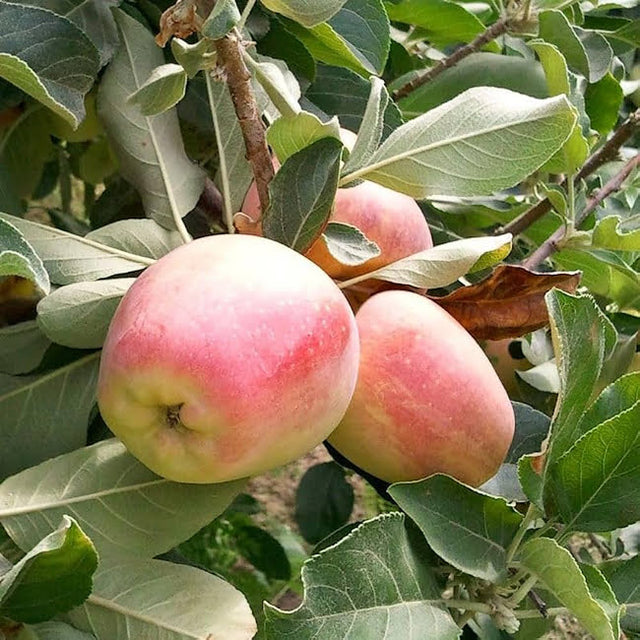 Dwarf Anna Apple Tree – Buy Now! – Ladybird Nursery