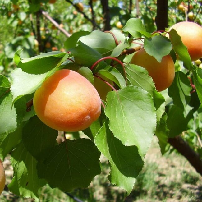 Dwarf Apricot 'Fireball' Fruit Tree – Buy Now! – Ladybird Nursery