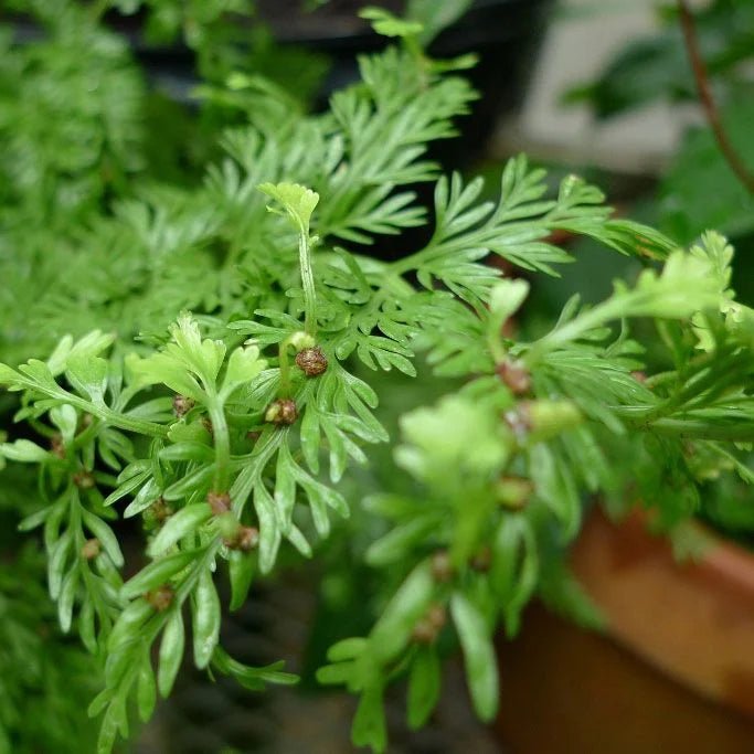 Hen and Chicken Fern Plant – Buy Now! – Ladybird Nursery