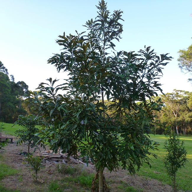 Atherton Almond/Oak Fruit Tree – Buy Now! – Ladybird Nursery