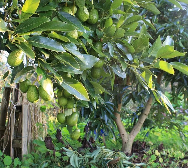 Avocado Fuerte (B Type) Medium Fruit Tree – Buy Now! – Ladybird Nursery