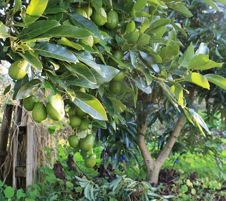 Avocado Fuerte (B Type) Fruit Tree – Buy Now! – Ladybird Nursery