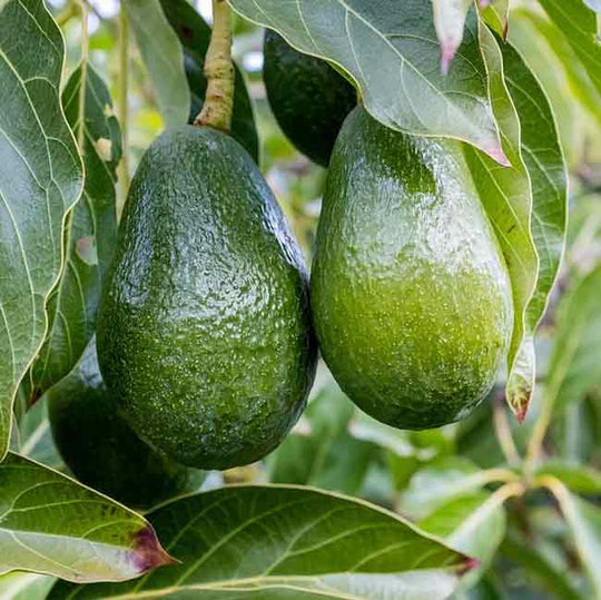 Avocado Fuerte (B Type) Medium Fruit Tree – Buy Now! – Ladybird Nursery