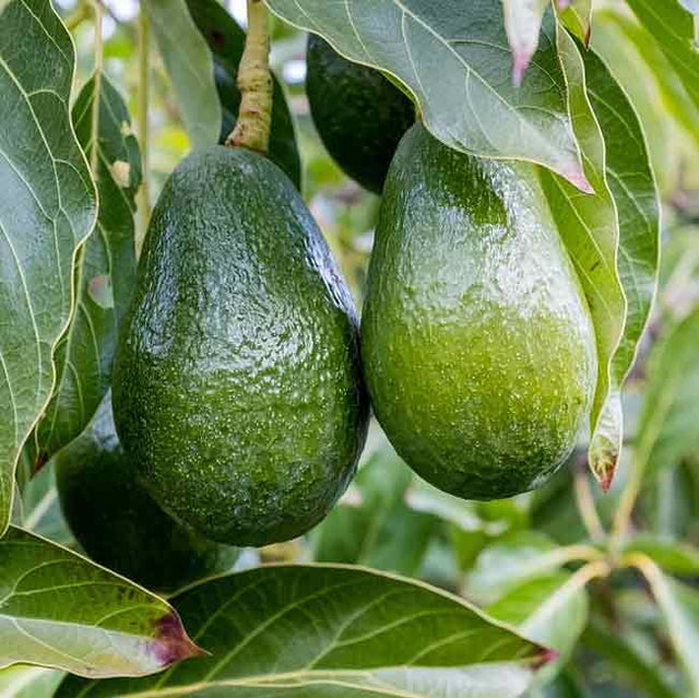 Avocado Fuerte (B Type) Medium Fruit Tree – Buy Now! – Ladybird Nursery