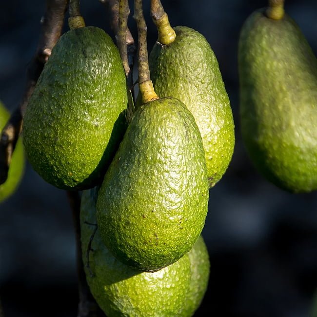 Avocado Sharwill (B Type) Fruit Tree – Buy Now! – Ladybird Nursery