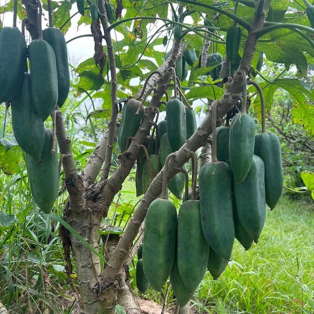 Babaco Champagne Fruit - Buy Now! – Ladybird Nursery