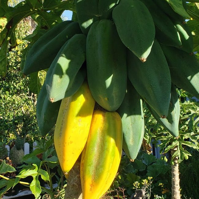 Babaco Champagne Fruit - Buy Now! – Ladybird Nursery